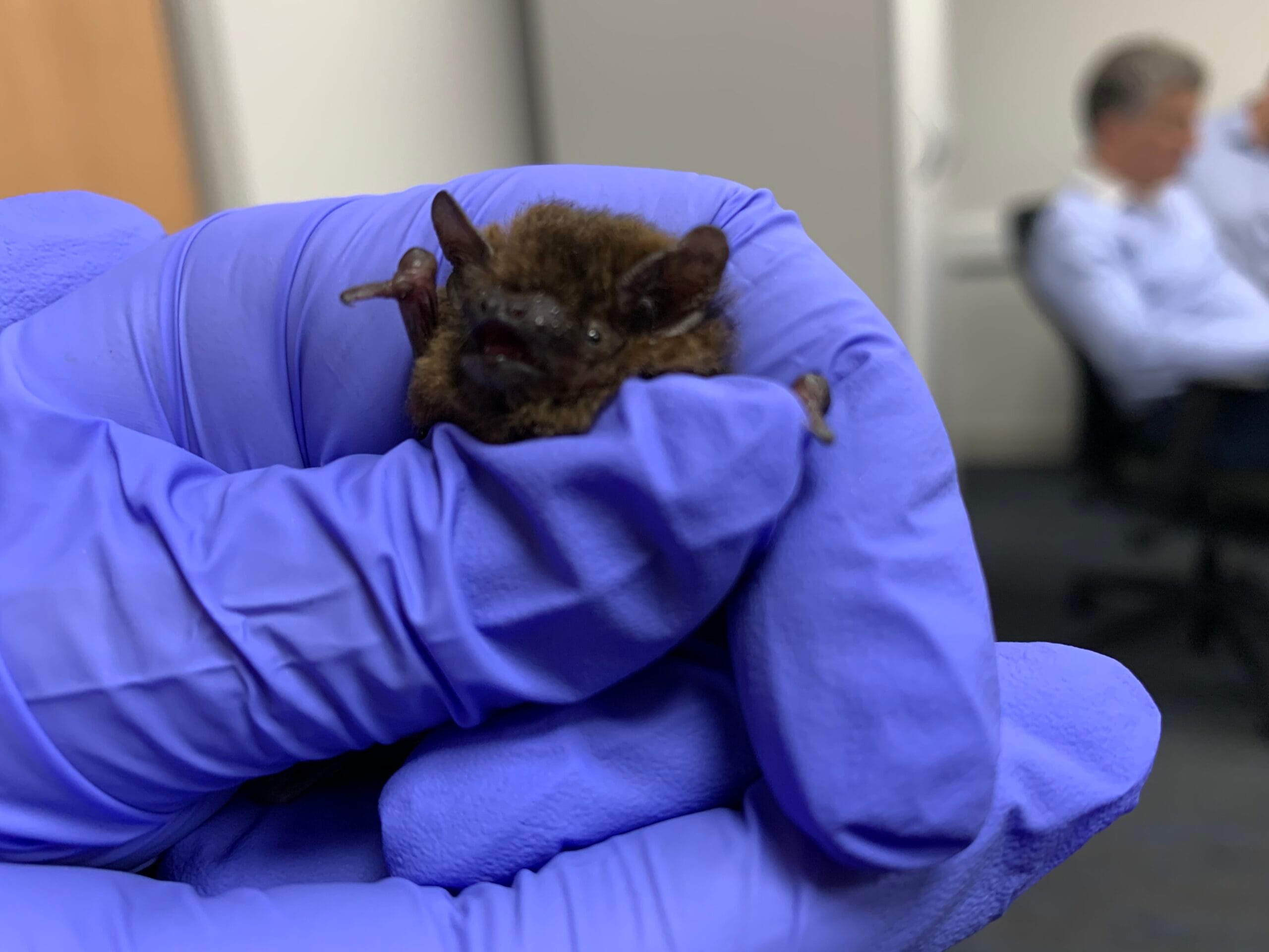Bat Survey for Roof Replacement - Aspect Group Services
